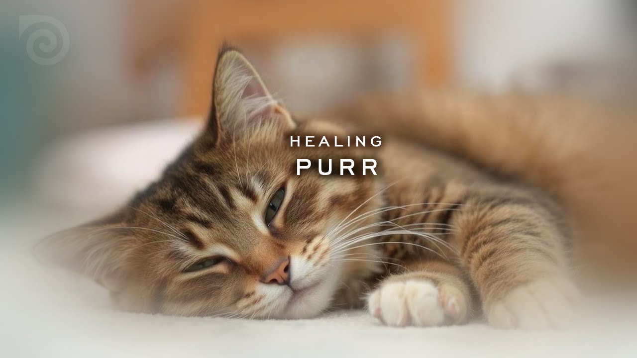 HEALING PURR - ONE HOUR OF CAT'S PURRING, SOUND FOR SLEEP AND ...