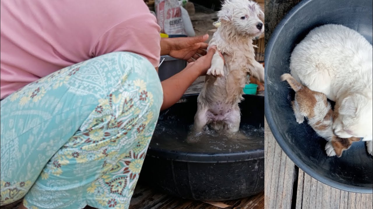 how to bath and remove lice from dog / village life - YouTube
