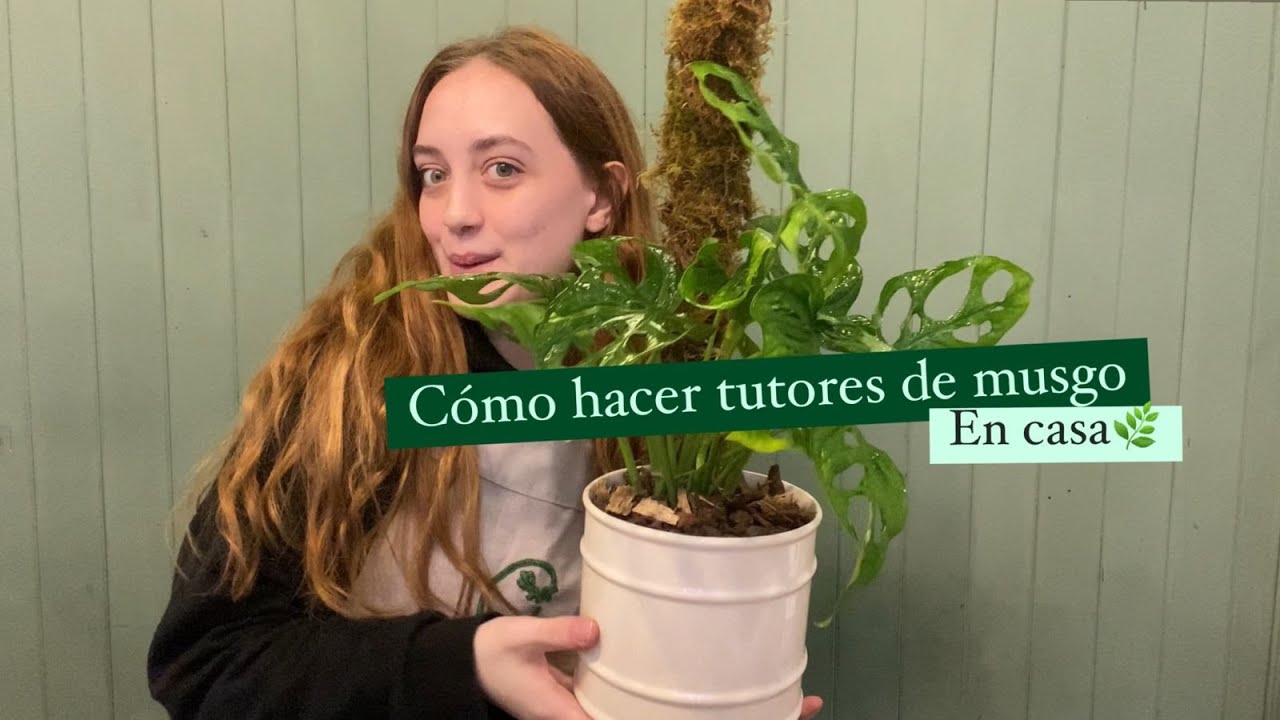 Cómo hacer un tutor de musgo en casa! - YouTube