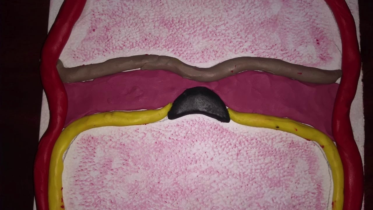 Formación de la notocorda - YouTube