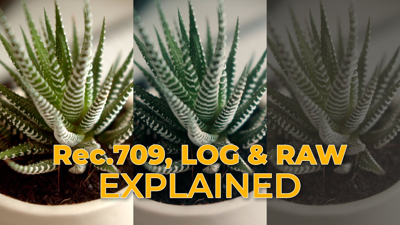 Rec.709, LOG & RAW Explained | Visual Verse - YouTube