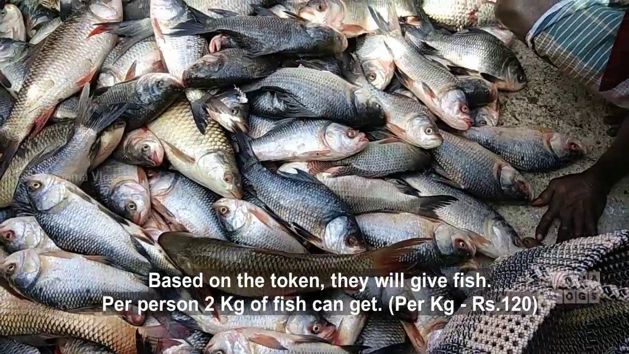 Fresh dam fish in Dharapuram | Nallathangal Odai Dam | Namma Vlogs ...