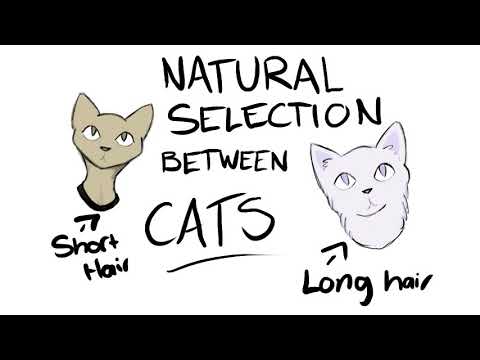CAT EVOLUTION NATURAL SELECTION - YouTube