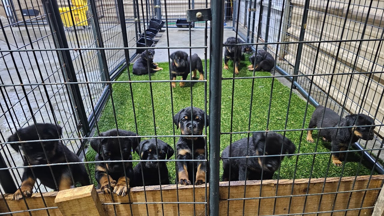 "BUILD A BEAR" The perfect guide to the perfect pup - YouTube