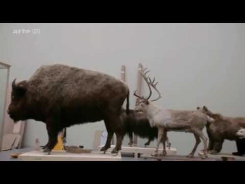 Fauna X: Yeti [Deutsch] - YouTube