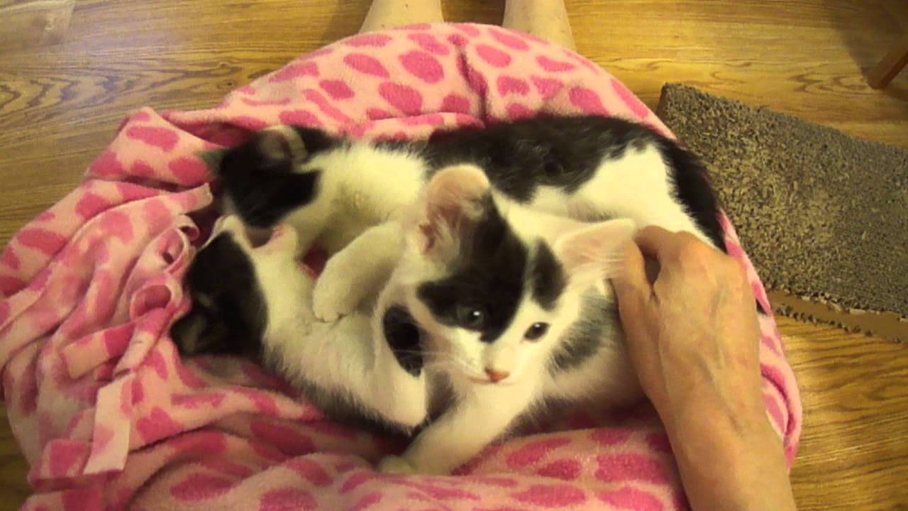 Panda Willow Vanessa.MP4 - YouTube