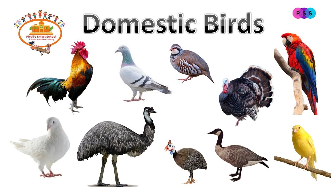 Birds name in English | Domestic birds | #english #kids #birds # ...