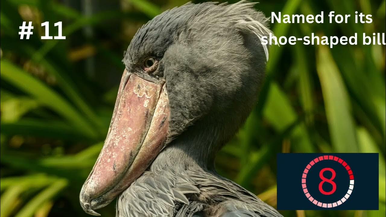 "Feathers & Beaks: The Ultimate Bird Identification Challenge!" - YouTube