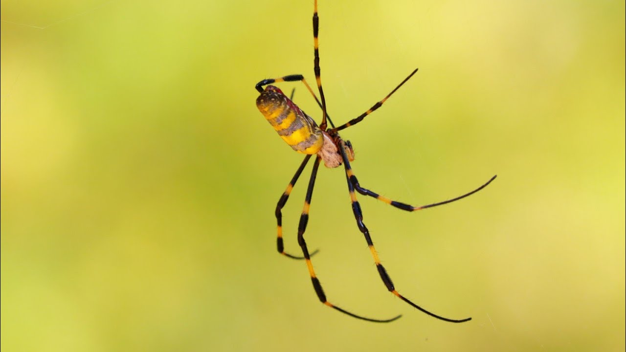 Beautiful Joro #spider - YouTube
