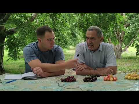 Tanınmış Alim Mədət Qurbanovla gilasçılıq haqqında söhbetimiz (2022)