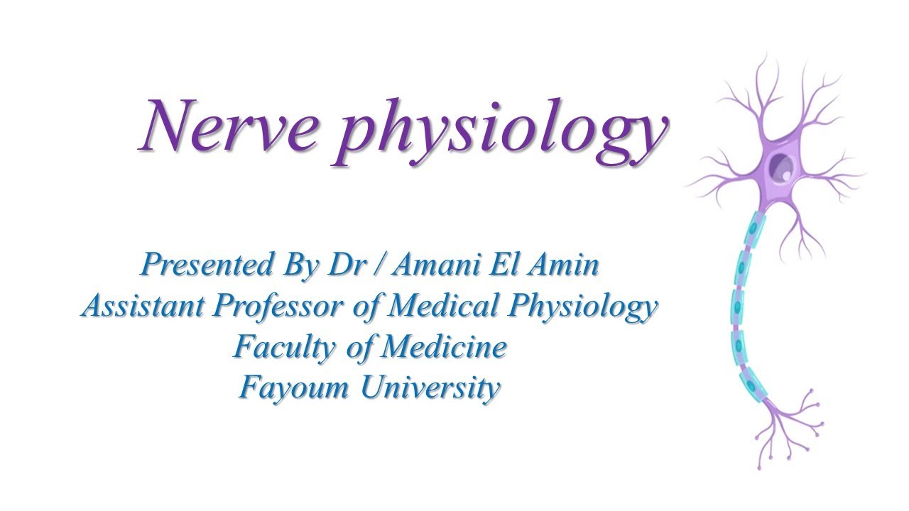 Nerve Physiology L.2 - YouTube