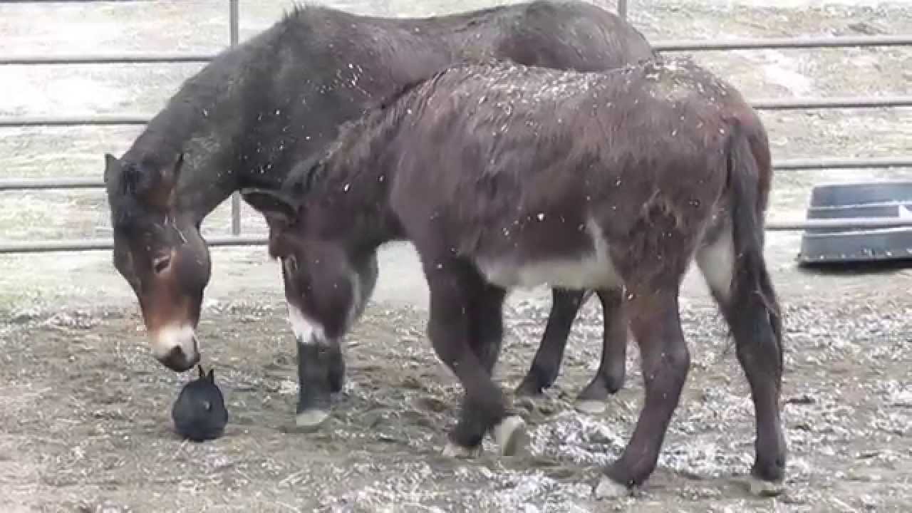 Mule, Donkey and Rabbit - YouTube