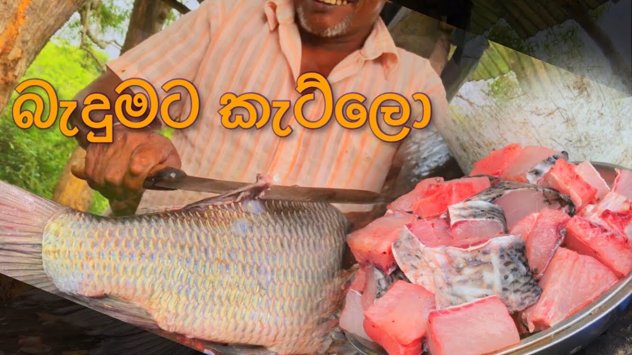 SL katla fish.. Sri Lankan freshwater Fish.Village fish market.#cutting ...