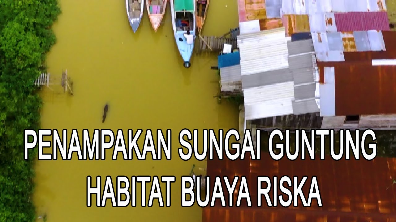 Penampakan Sungai Guntung Habitat Buaya Riska | fimi x8 mini - YouTube
