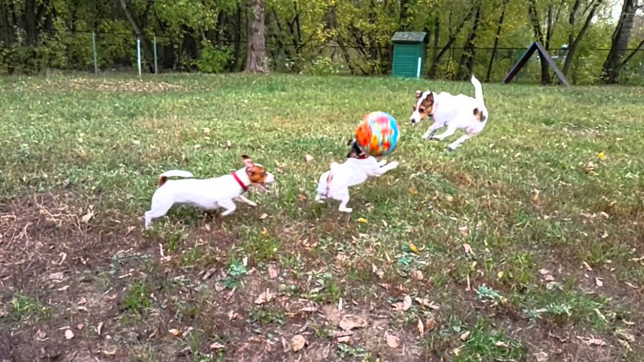 Flying Jack Russells (1) - YouTube