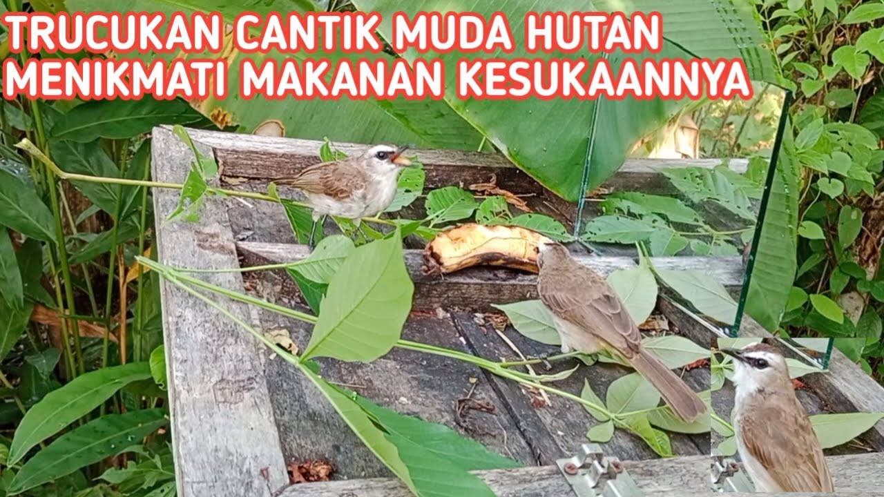 Trucukan cantik muda hutan menikmati makanan kesukaannya - YouTube