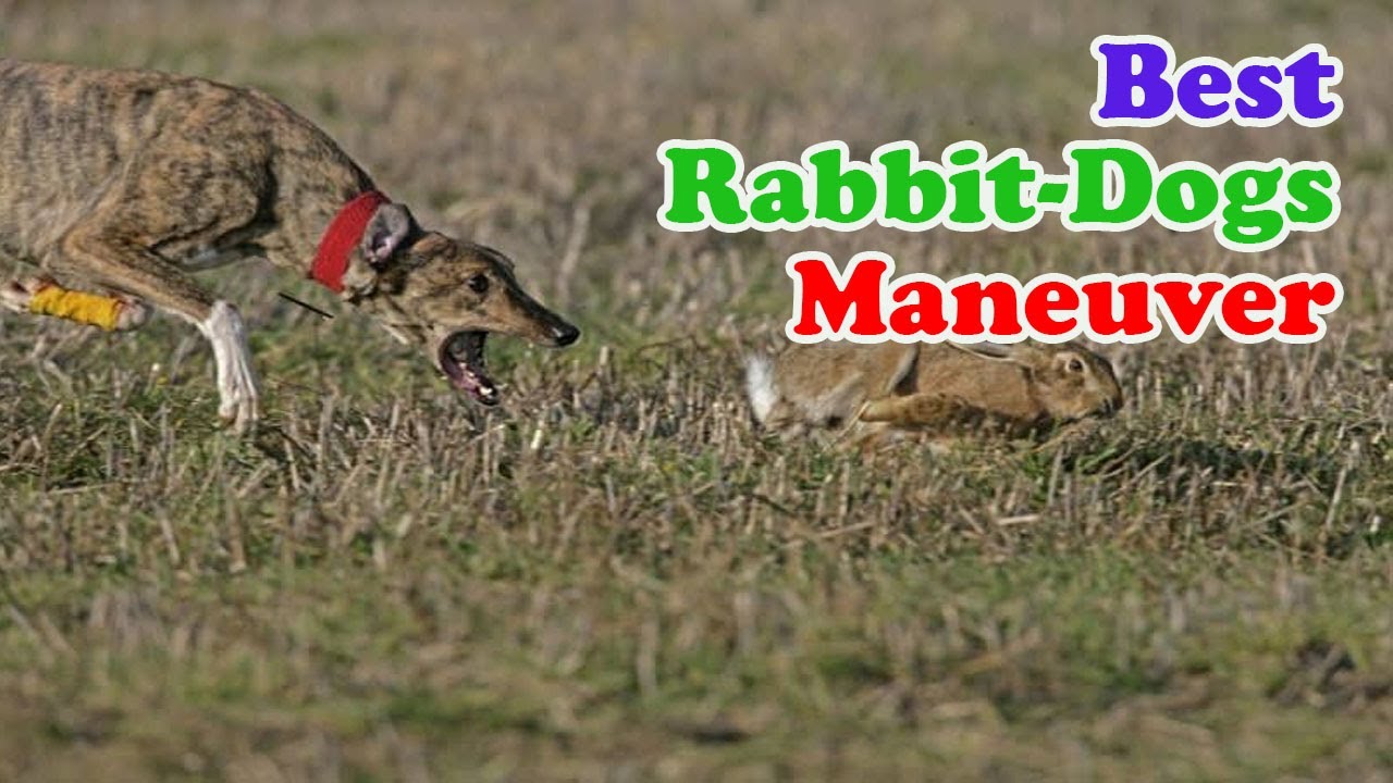 Best Rabbit-Dogs Maneuver - YouTube