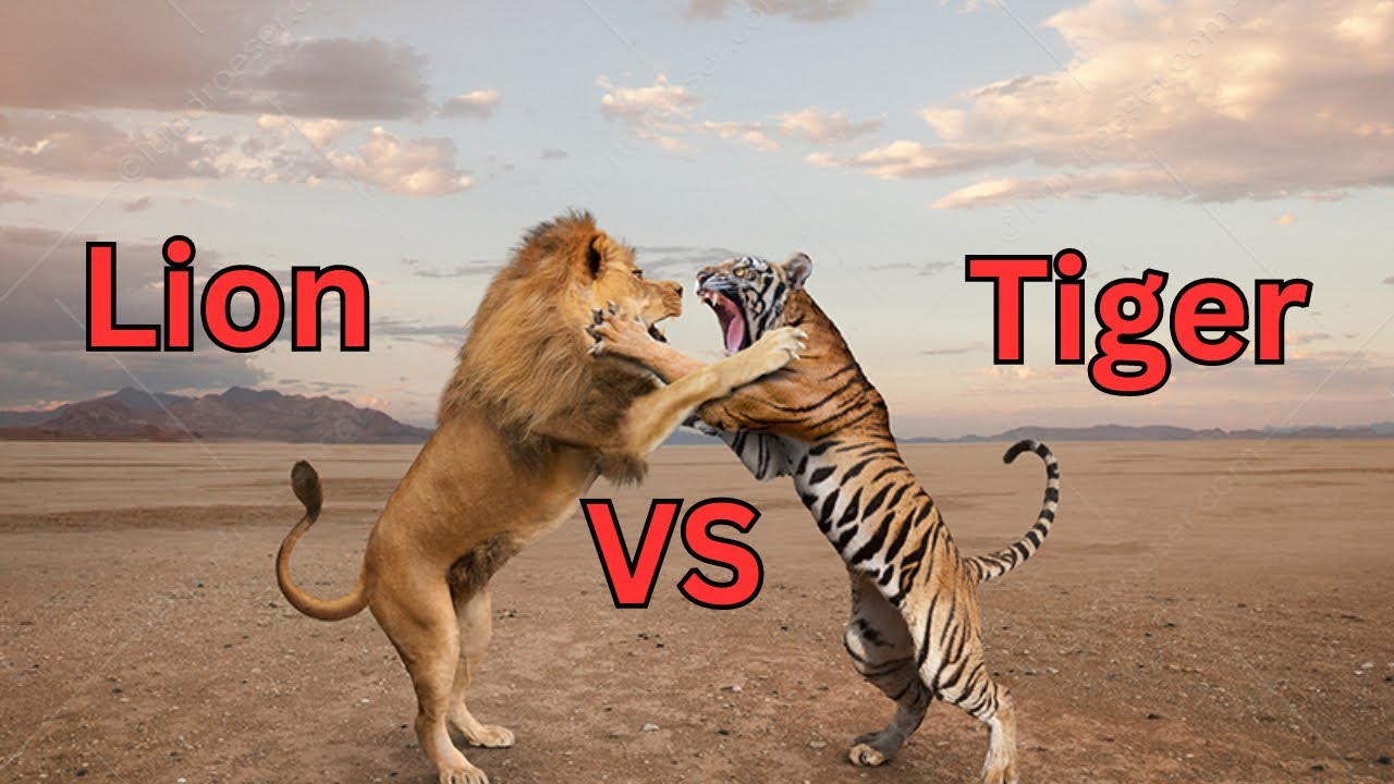 Tiger vs Lion how The Tiger would win - YouTube