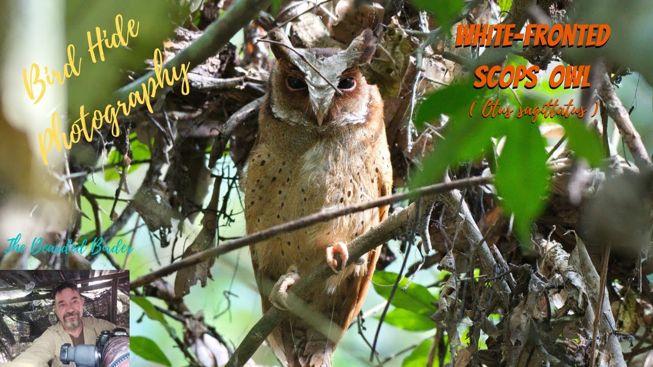 Amazing Birds of Thailand | The White-fronted Scops Owl | Kaeng Krachan ...