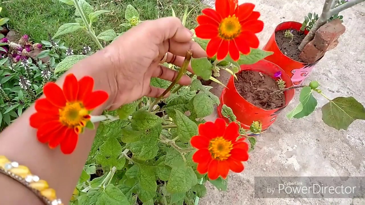 #terrace_garden Titonia/tittonia flower plant care and tips - YouTube
