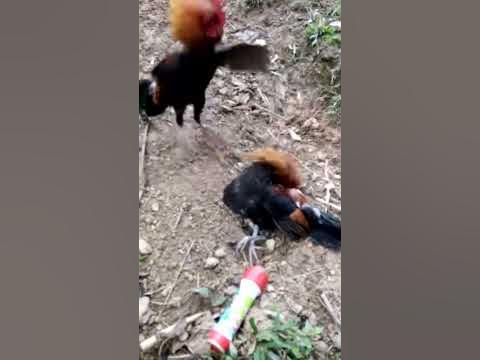 Kv tus qaib dib nawb cov phooj ywg. Cuab tuaj zoo heev ov. - YouTube