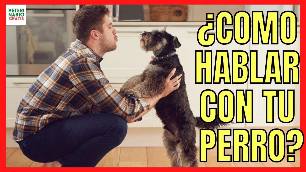 🐶 ¿CÓMO HABLAR CON MI PERRO PARA QUE ME ENTIENDA? 🐶 COMUNICACIÓN CANINA 1 - YouTube