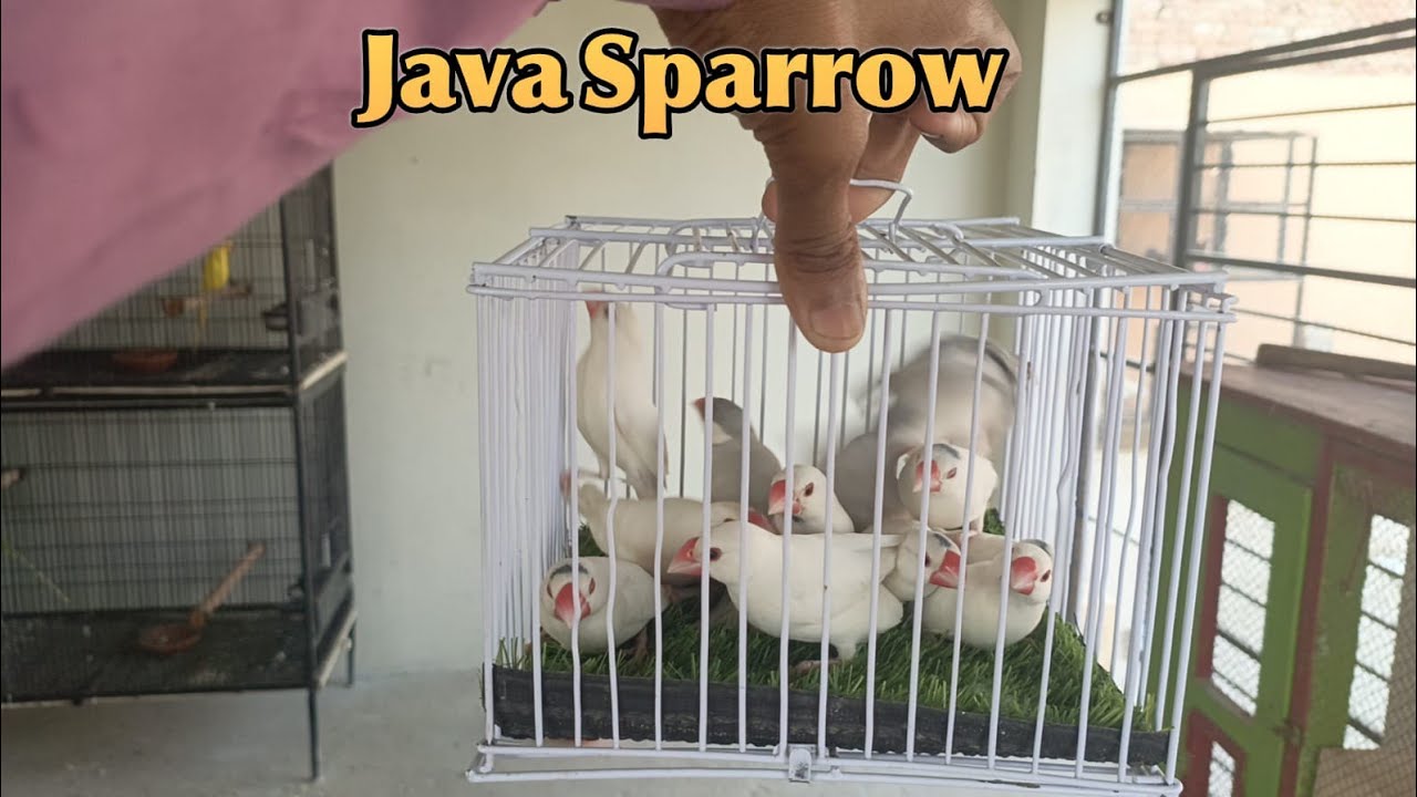 Java Sparrow Breeding Setup || Usama Birds Ccw - YouTube