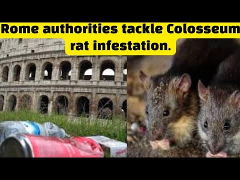 Rome authorities tackle Colosseum rat infestation. #italy #rome #rat # ...