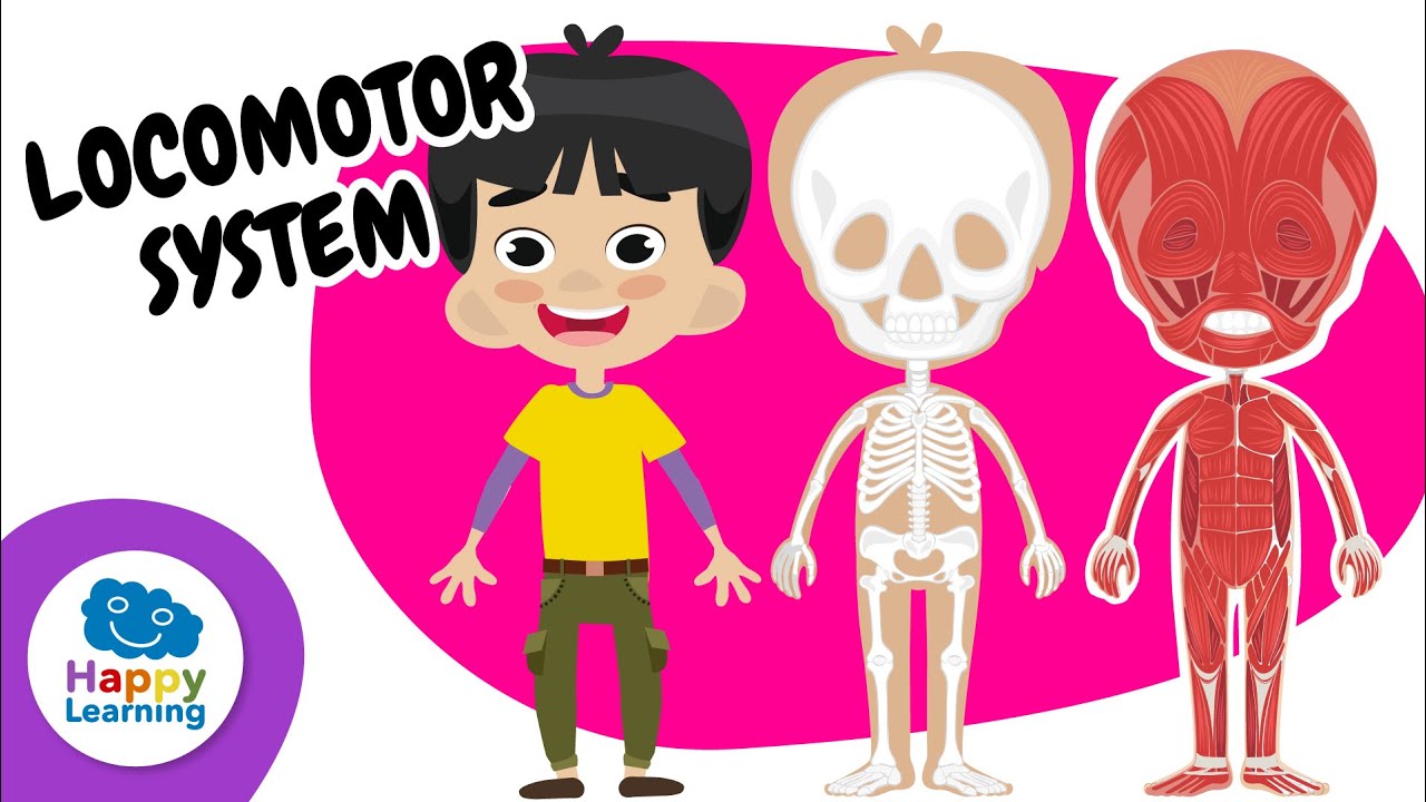 💪🫁🫀 LOCOMOTOR SYSTEM: How your body works? | Educational Videos for ...