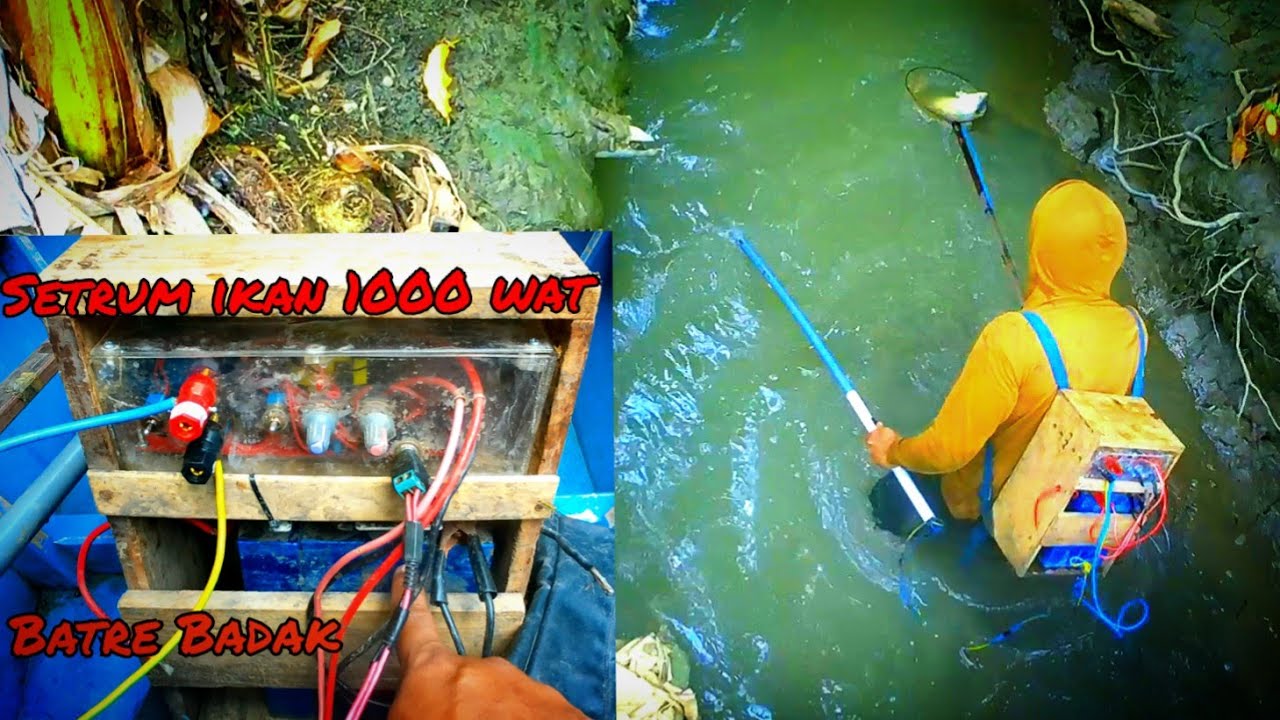 Setrum ikan nila dan udang di irigasi sawah‼️kich ca 🔴 electric fishing ...