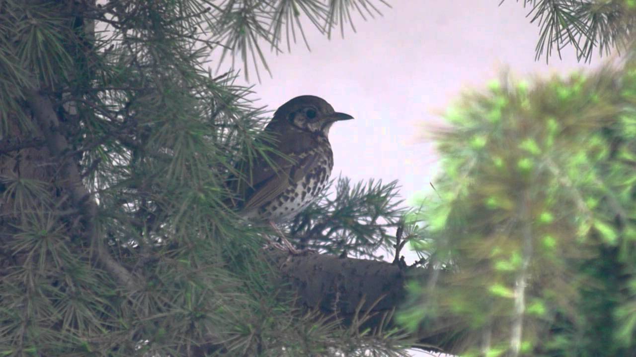Chinese Thrush - Turdus mupinensis - YouTube