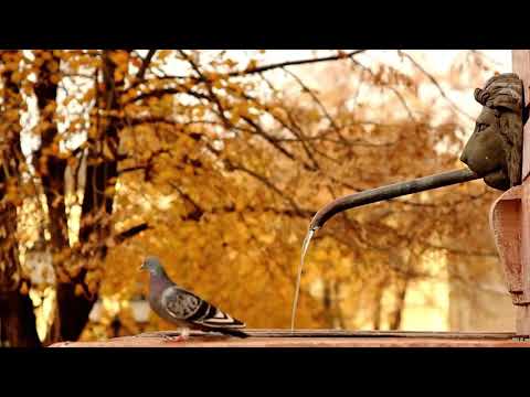 Pigeon- güvercin stock video