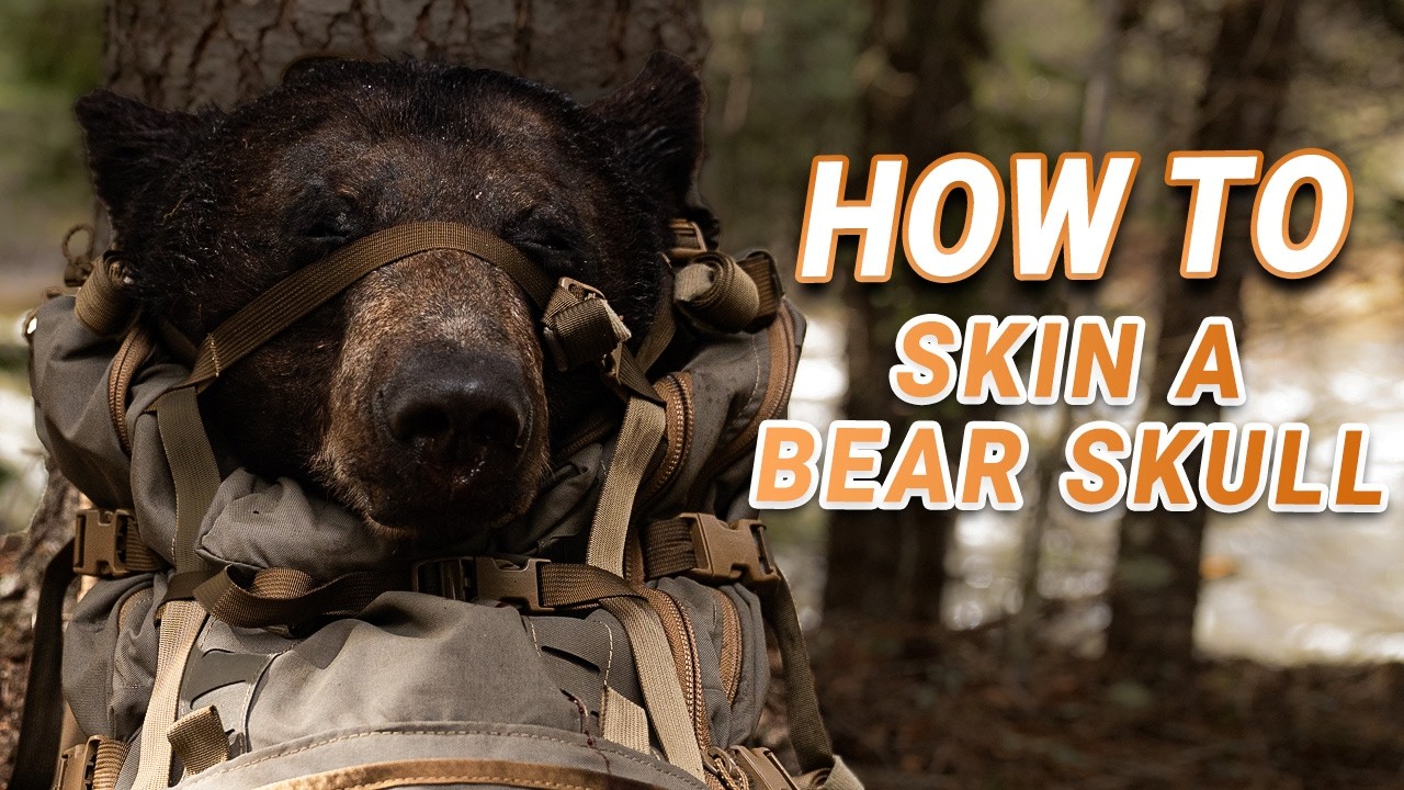 How To SKIN A BEAR SKULL - YouTube