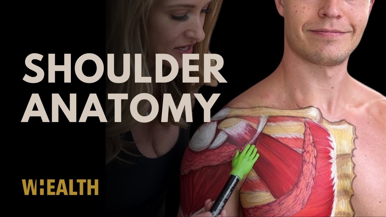 Shoulder anatomy made simple - learn anatomy of human body - YouTube