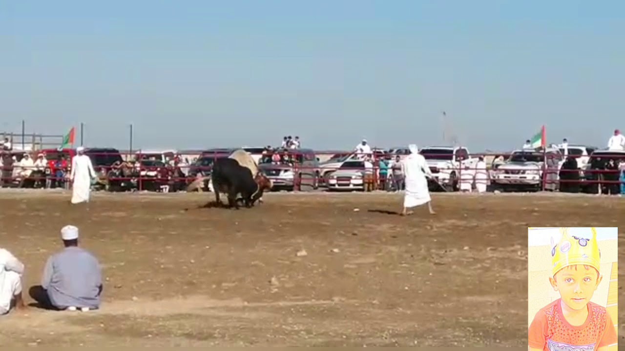 Bull fight in fujairah - YouTube
