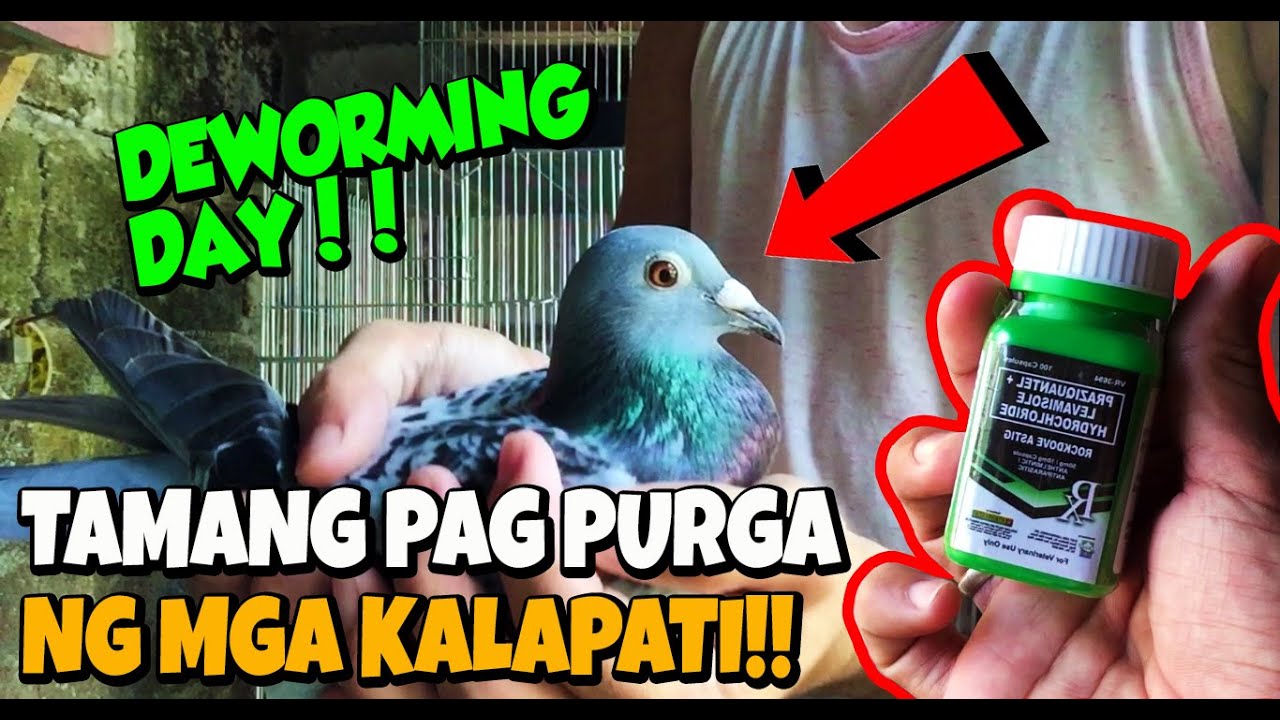 UNANG ARAW NG CLEANSING PROGRAM NG MGA KALAPATI | PAG PURGA NG KALAPATI ...