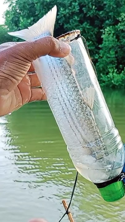 MANCING IKAN BELANAK PAKAI BOTOL#shorts - YouTube