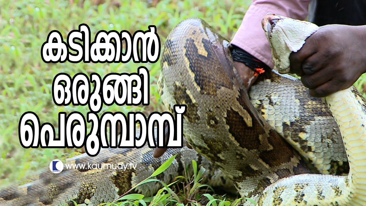 Vava Suresh Shows a Black Sand Boa & An Indian Rock Python | Snake Master | Kaumudy TV - YouTube