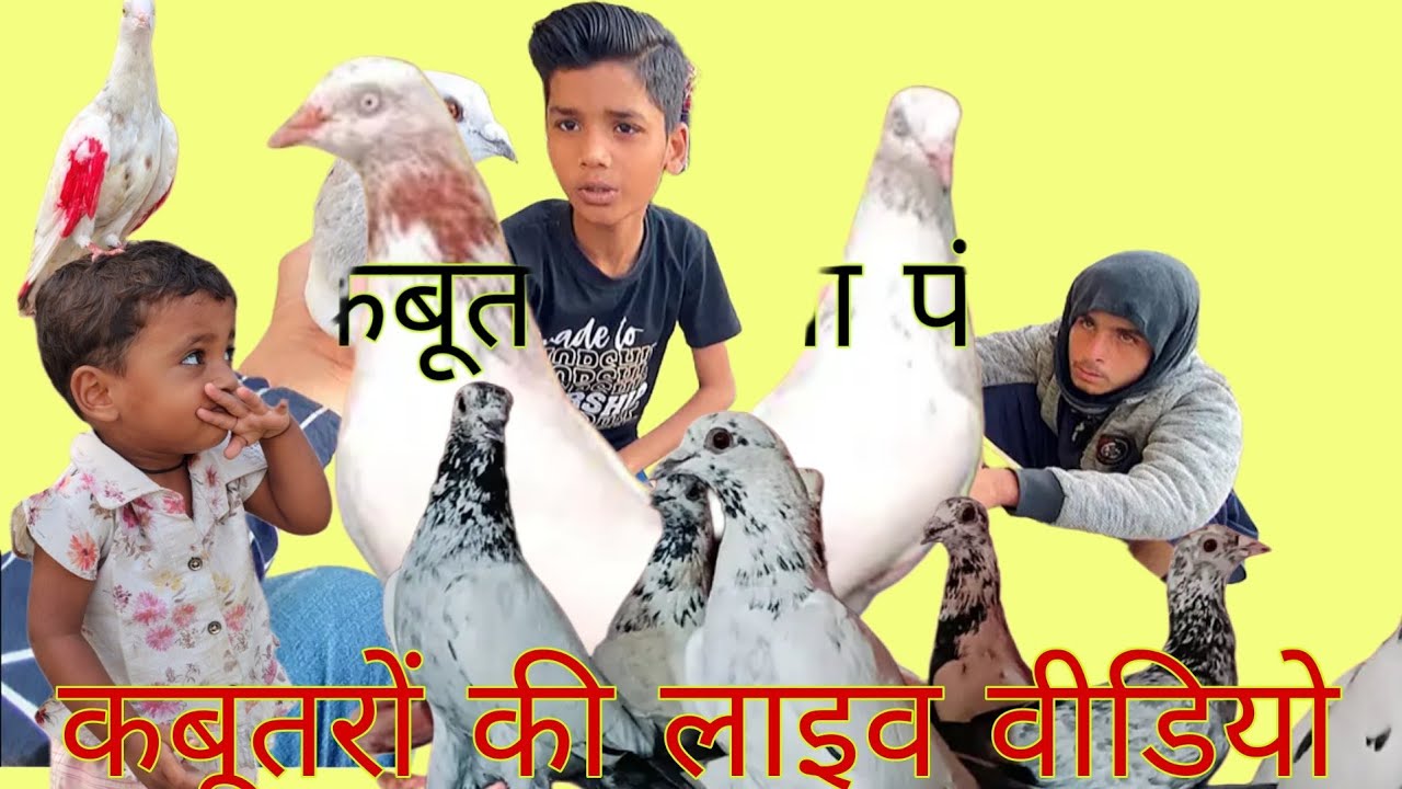 Pakshi Raja channel 555 is live - YouTube