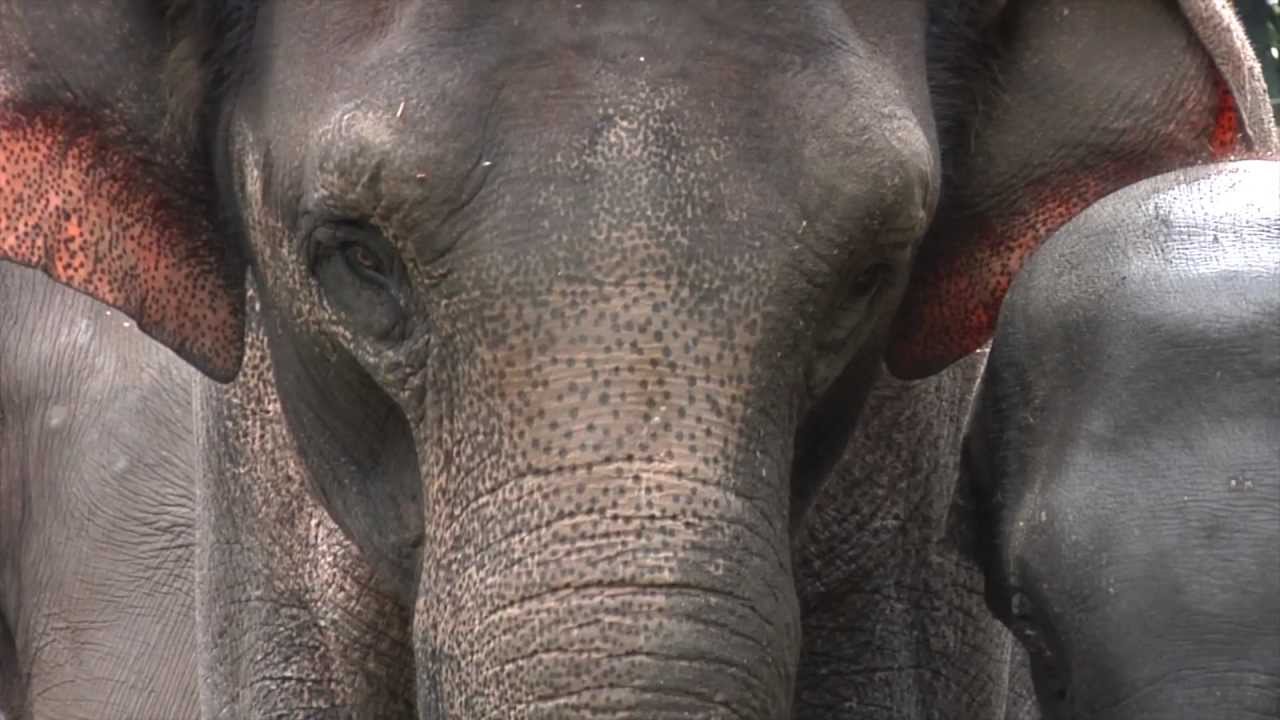 Pending Pachyderm - YouTube