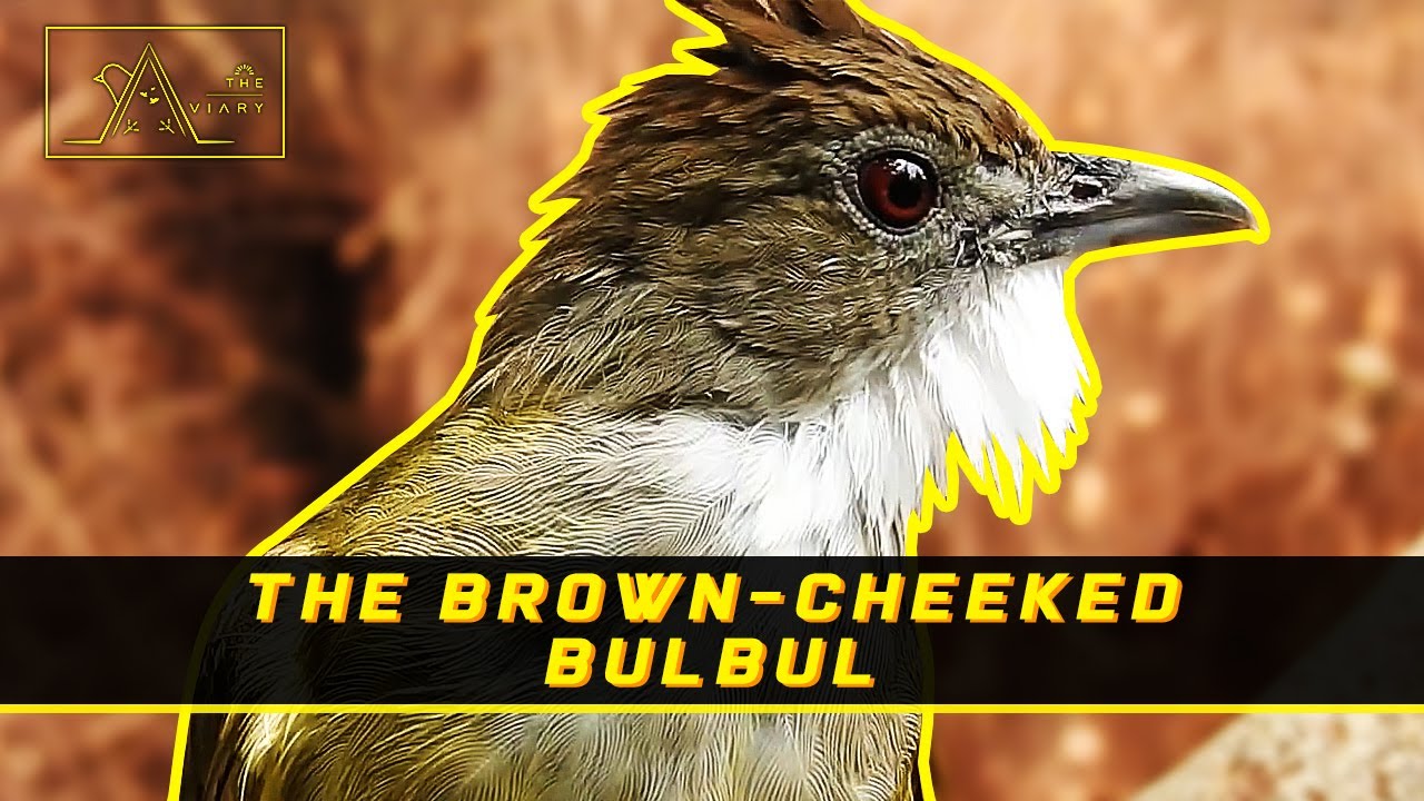 Meet The Brown-cheeked Bulbul, The Indonesian Bearded Birds - 11th ...