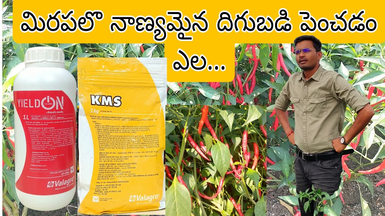 #How to increase yield in chilli crop#మిరపలొ దిగుబడిని పెంచడం ఎల#yield ON#kms#mc Extra#valagro ...