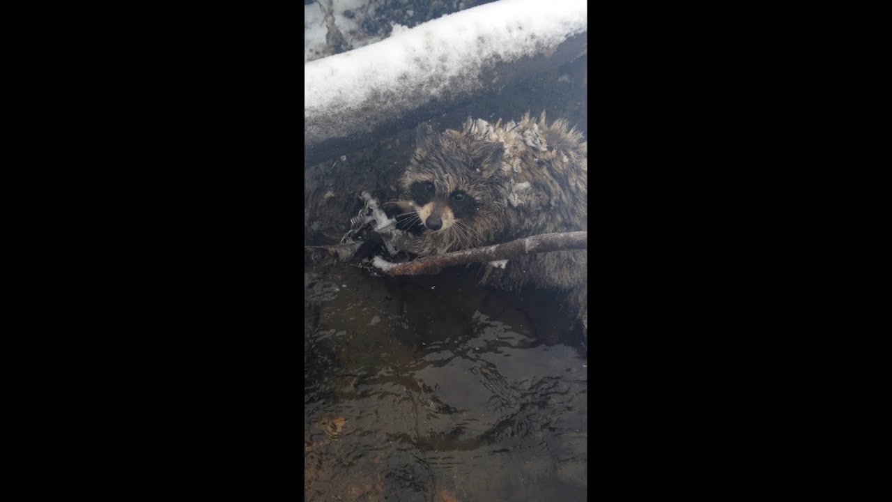 Trapping - Checking Traps after Snow Storm - YouTube