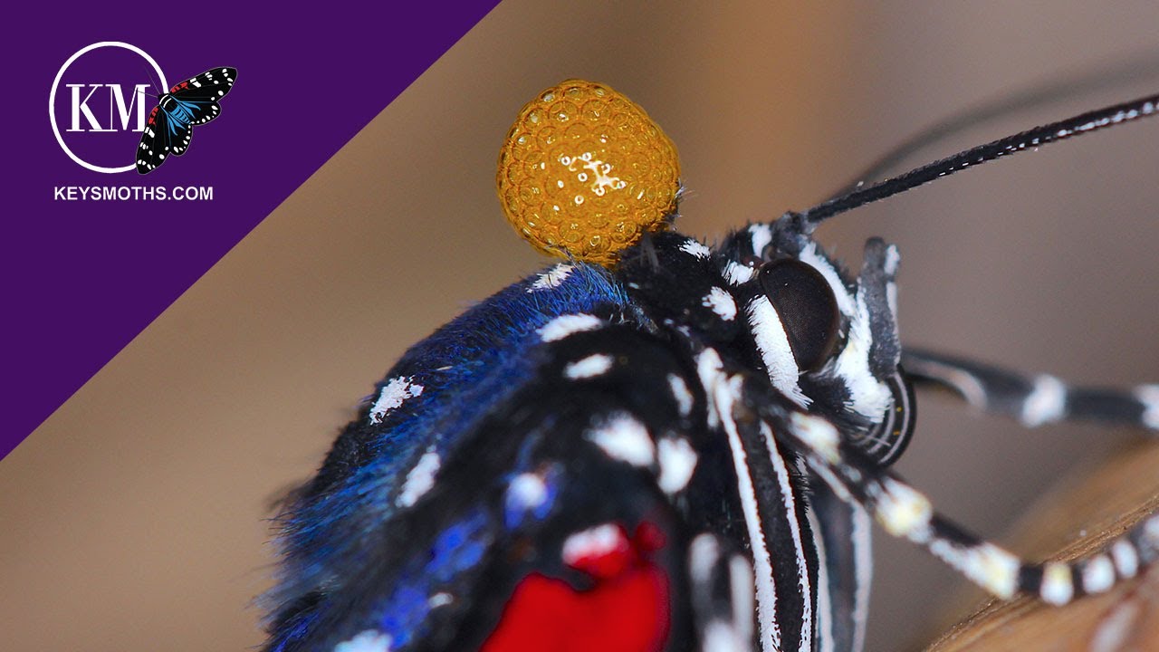 MOTH SPITS POISON FROM ITS HEAD THE FAITHFUL BEAUTY COMPOSIA ...