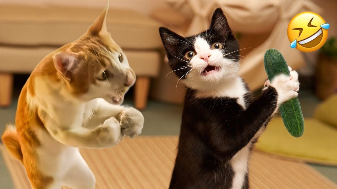 Try not to laugh at these funny dog and cat antics😍 😺🐶 Funny video ...