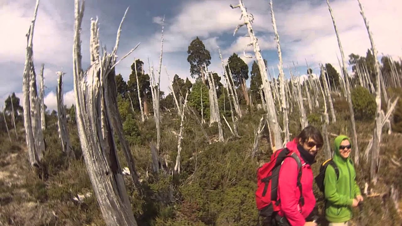 bosque quemado - YouTube