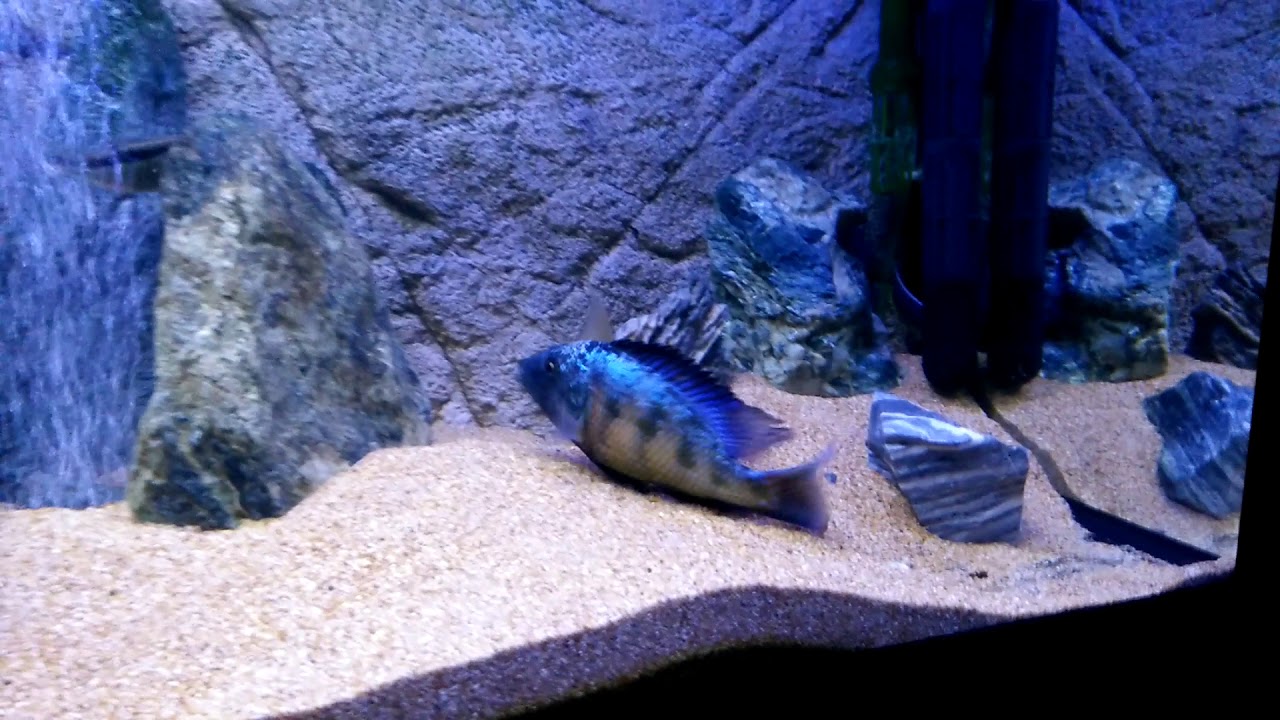 Fossochromis Rostratus mating - YouTube