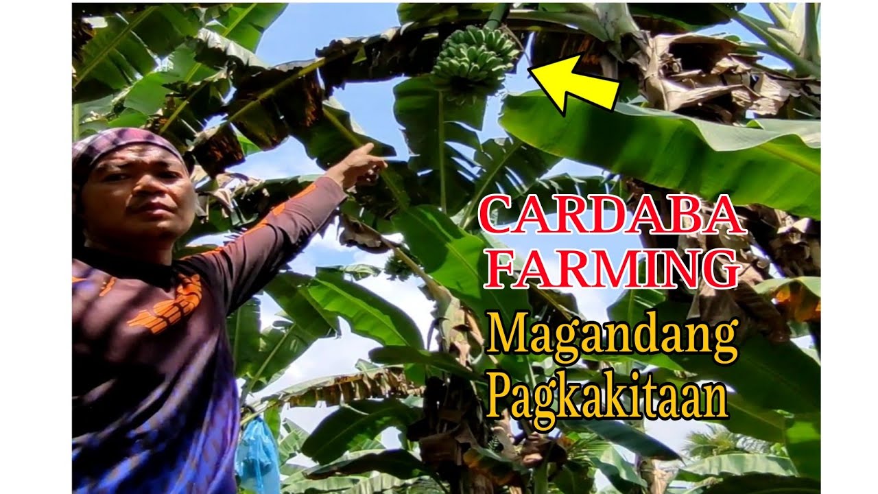 CARDABA FARMING MAGANDANG PAG KAKITAAN NA TANIM. - YouTube