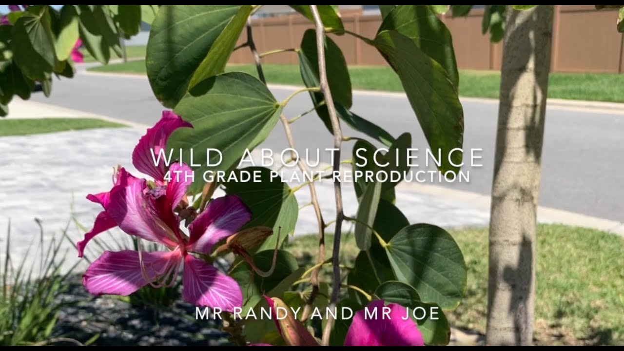 Wild About Science_4th Grade_Flowering Plant Reproduction - YouTube