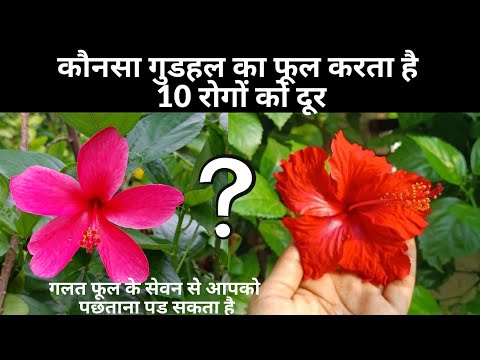 गुड़हल के फूल से दूर करे 10 रोग| Health Benefits Of Hibiscus| China ...
